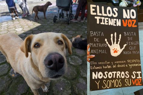 No Al Maltrato Animal” Exigen Justicia Y Respeto En La Marcha Por Los