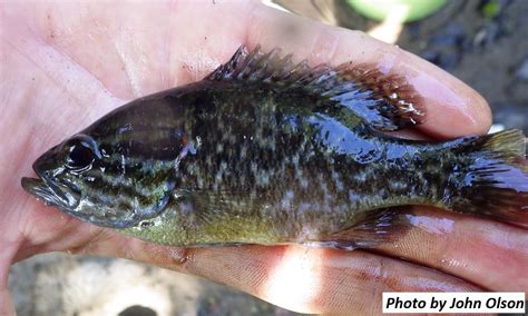 Fish Iowa Fish Species Warmouth