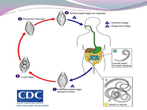 Ciclo De Vida De Los Nematodos Del Quiste De La Papa Nematología