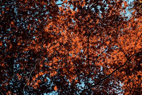 배경에 붉은 잎과 푸른 하늘이 있는 나무 사진 Unsplash의 무료 日本、佐賀県唐津市厳木町平之667 環境芸術の森 이미지