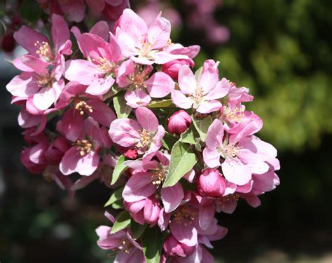 Closeup Of A Flowering Crabapple Tree