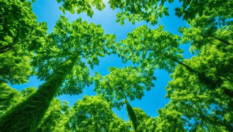 Top Oxygen Producing Trees Tree Services US