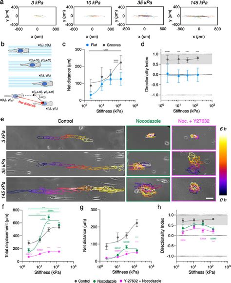 Microtubule Depolymerization Leads To A Stiffness Dependent