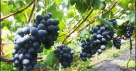 까맣게 잘 익은 국산 포도 흑보석 만나보세요