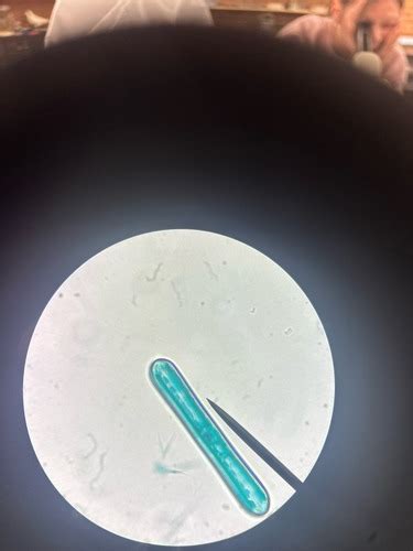 Principles Of Biology 2 Lab Protists And Bacteria Flashcards Quizlet