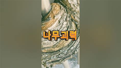 철망을 휘감은 능소화 줄기 주변을 휘감는 괴력을 가졌어요 능소화덩굴 Youtube