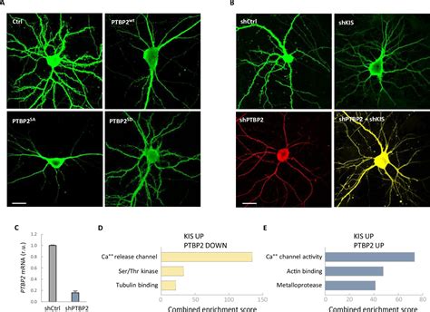 Figures And Data In Kis Counteracts Ptbp2 And Regulates Alternative
