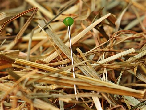 needle in a haystack · free photo on pixabay