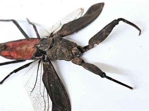 Giant Ruby Water Scorpion — Wild West Reptile Ranch