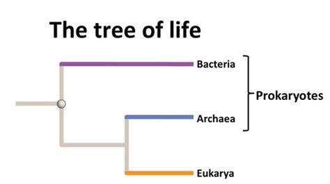 Biology Exam 2 Notes Flashcards Quizlet
