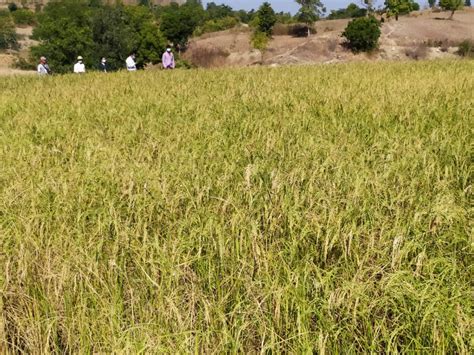 နတ်မောက်မြို့နယ်လ တံခွန်တိုင်ကျေးရွာတွင် Vrfp စီမံကိန်းလုပ်ငန်းများ ကွင်းဆင်းကြည့်ရှုစစ်ဆေး