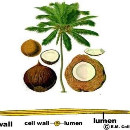 Coconut Tree Coconut And Coconut Fibers Download Scientific Diagram