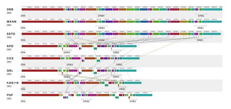 Next Generation Sequencing Ngs Hybrid Assembly For Hla Genotypes