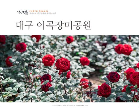 대구 여행 이곡장미공원 장미축제 대구 볼거리 핫플 장미꽃필무렵 네이버 블로그