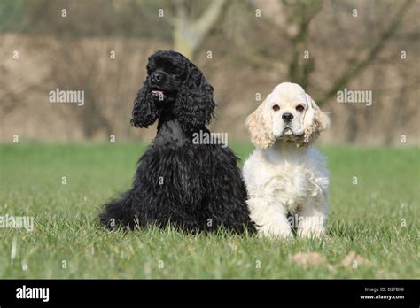 Dog American Cocker Spaniel Adult And Puppy Black And Cream Sitting