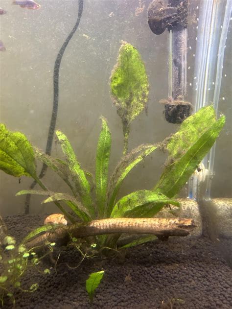 Need Help Identifying Algae R Plantedtank