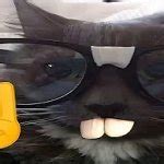 Nerd Kitty Meme Generator Imgflip