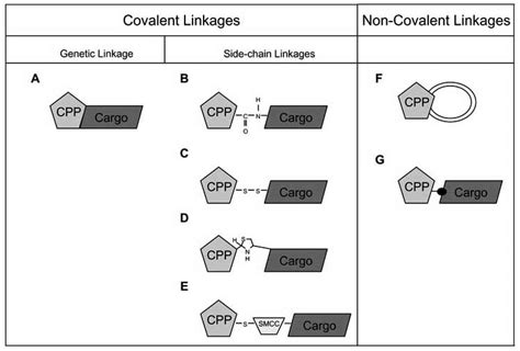 Common Methods Of Cpp Cargo Attachment Covalent Bonding Techniques