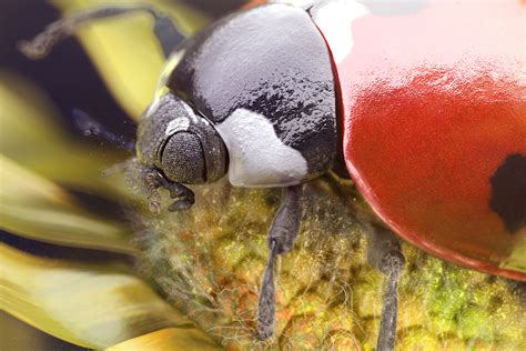 Ladybug Journey Computer Graphics Daily News