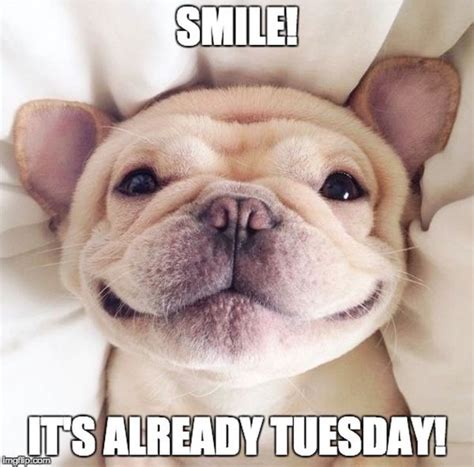 15 Happy Tuesday Memes Best Funny Tuesday Memes