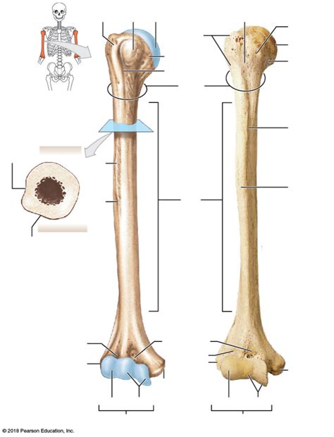 Anatomy Exam 1 Diagram Quizlet