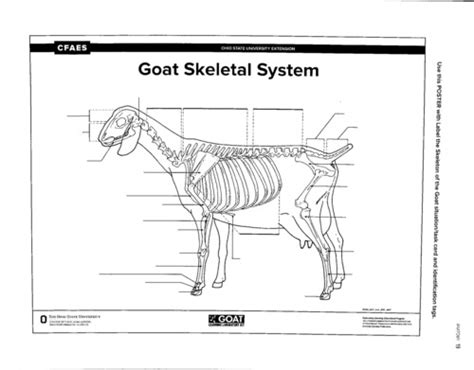Goat Anatomy Flashcards Quizlet