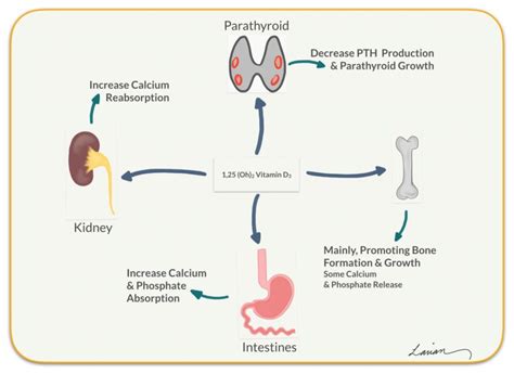 Hyperparathyroidism And Vitamin D Babak Larian 47 Off