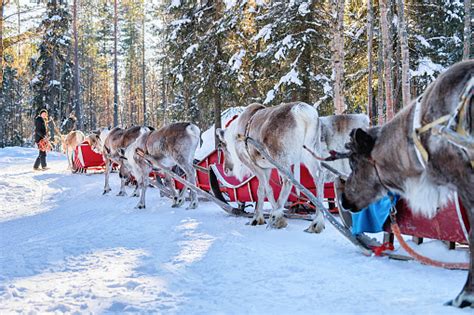 사람들이 타고 순 록 썰매 라플란드에 겨울 숲에서 캐 러 밴 Traditional Horn Sled Race에 대한 스톡 사진 및 기타 이미지 Traditional
