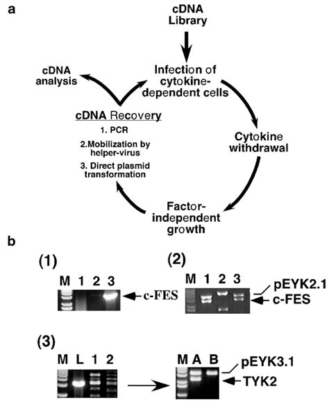 A A Schema For Sequential Iteration Of The Functional Screen The Download Scientific Diagram