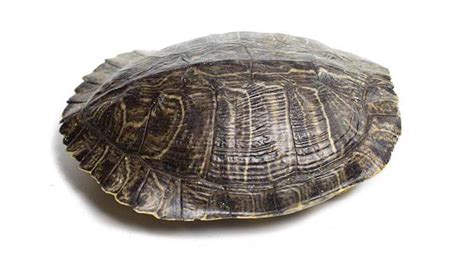 What Are Turtle Shells Made Of With Pictures And Video