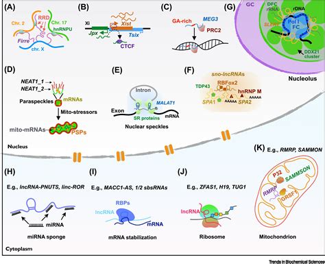 Small Nuclear Rna Function And Structure At Sam Curnow Blog