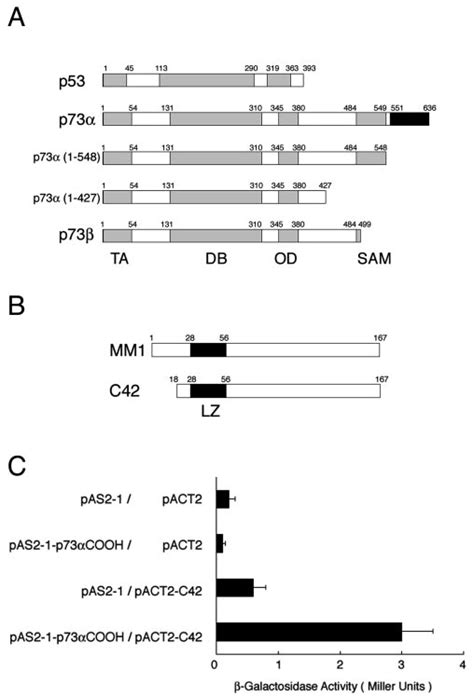 Binding Of The Human Mm1 To The Cooh Terminal Region Of P73 In Yeast Download Scientific
