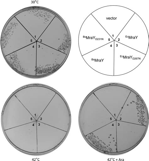 Figure 1 From Genetic Analysis Of Mray Inhibition By The ϕx174 Protein E Semantic Scholar