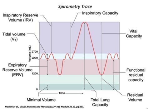 Spirometry Traces Lect 17 Flashcards Quizlet