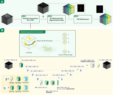 A Segmentation Workflow Includes Rotation Equivariant 3d U Net 3d Download Scientific Diagram