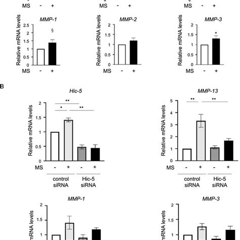 Subcellular Localization Of Hic 5 In Human Chondrocytes Stimulated By Download Scientific