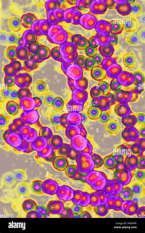 Streptococcus Pyogenes Micrograph Hi Res Stock Photography And Images Alamy