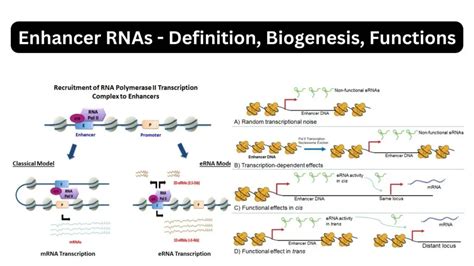 Genetic Variation Definition Types Causes Examples Biology Notes