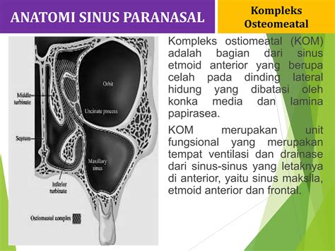 Anatomi Hidung Dan Sinus Paranasal Tht Kl Unand Pptx