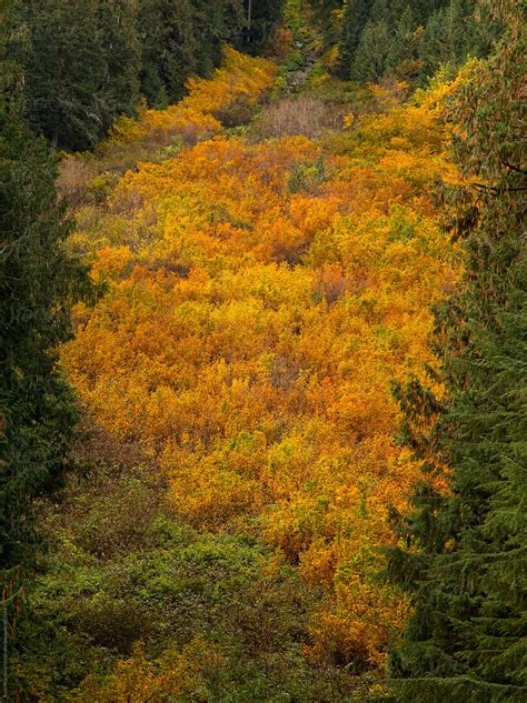 Coniferous Vs Deciduous By Stocksy Contributor Ryan Matthew Smith