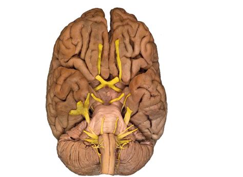 Chapter 18 Lab Diagram Quizlet