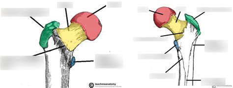 173 11 B Proximal Femur Diagram Quizlet