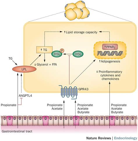 Short Chain Fatty Acids In Control Of Body Weight And Insulin
