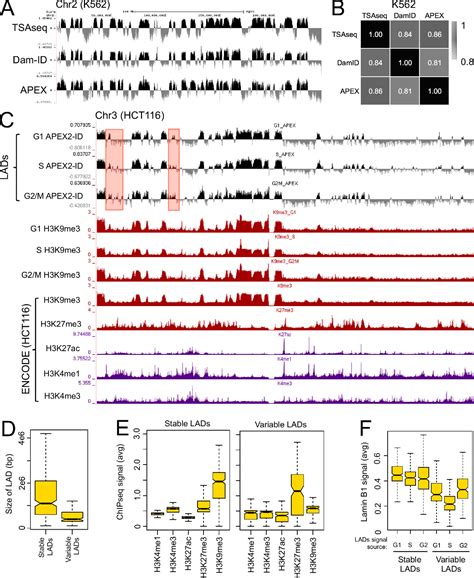 Figure 5 From An Apex2 Proximity Ligation Method For Mapping Interactions With The Nuclear