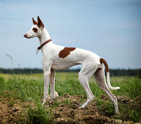 Ibizan Hound Cost How Much Does A Ibizan Hound Cost Kgexp