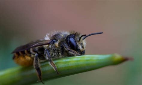 Bee Predators What Eats Bees Imp World