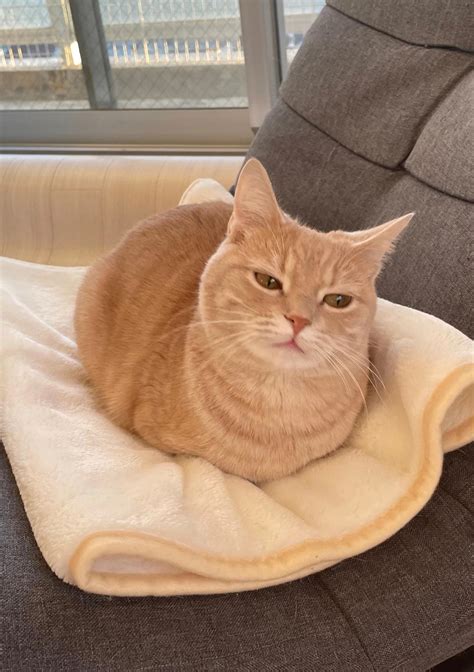 투디갤 식빵 잘 굽는 고양이