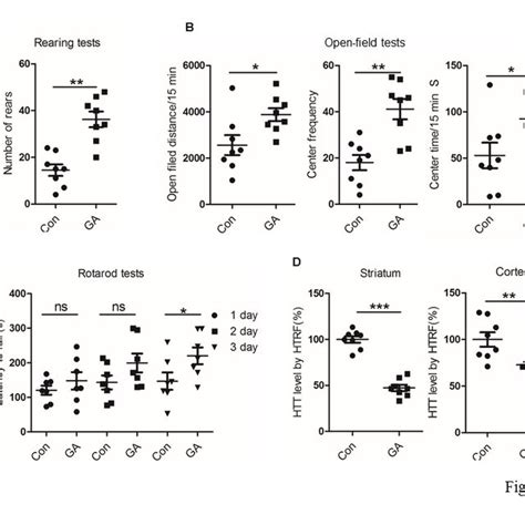 Gossypol Acetate Reduced Mhtt Level And Rescued Hd Relevant Phenotypes