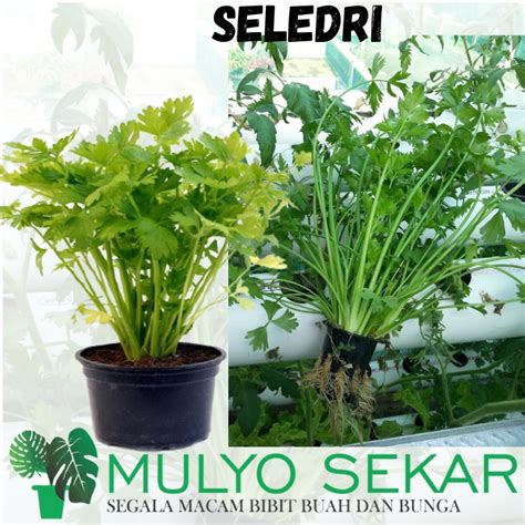 Jual Tanaman Sayur Seledri Bibit Tanaman Daun Seledri Daun Celery