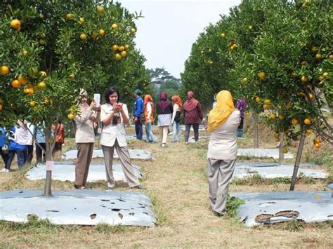 Foto Wisata Petik Jeruk Balitjestro Kamu Bisa Memetik Jeruk Sebanyak Banyaknya WisataHits